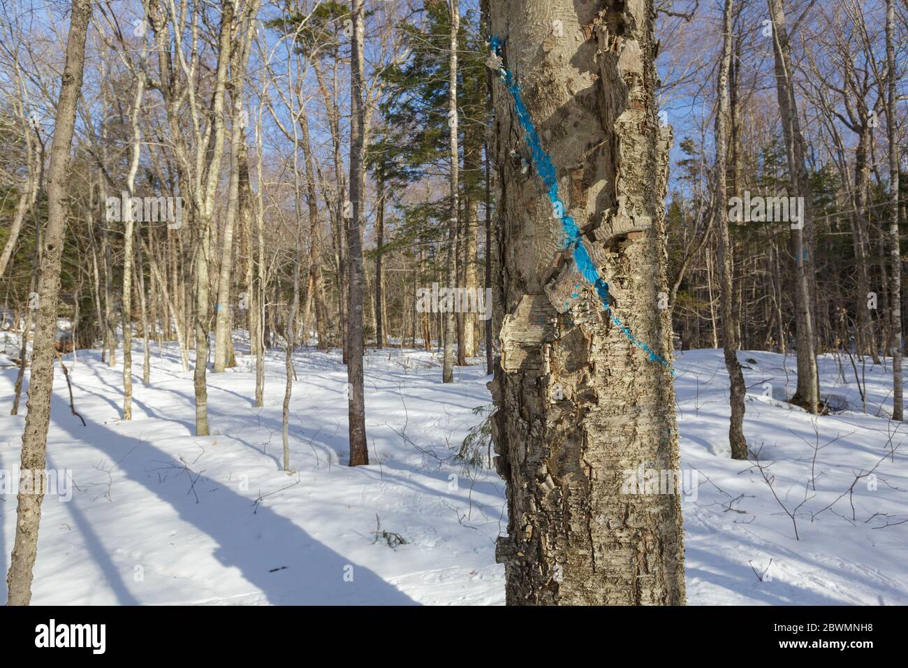 Unit 43 of the Kanc 7 Timber Harvest project along the Kancamagus ...