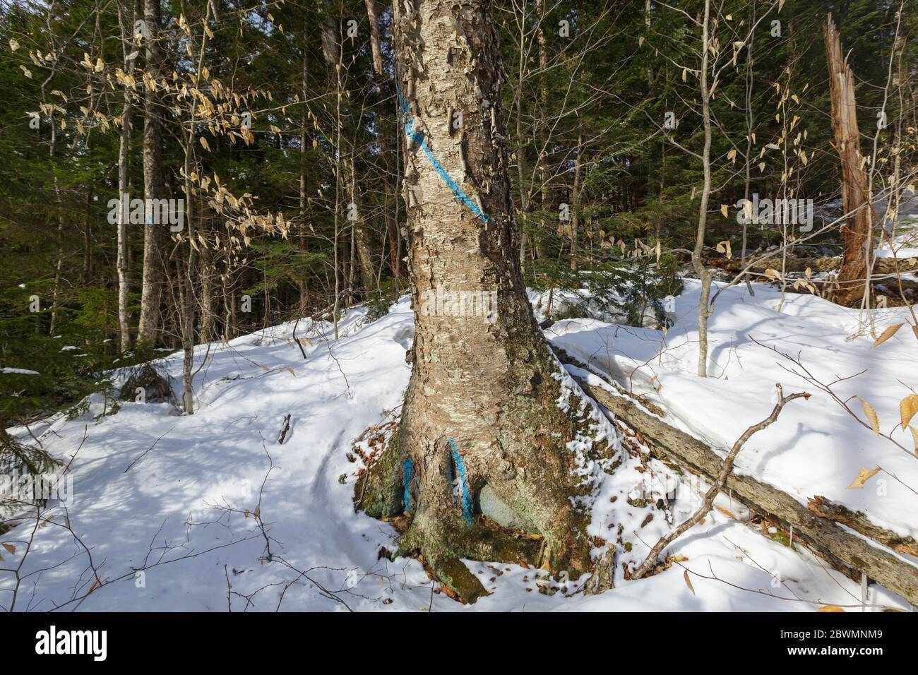 Unit 43 of the Kanc 7 Timber Harvest project along the Kancamagus ...