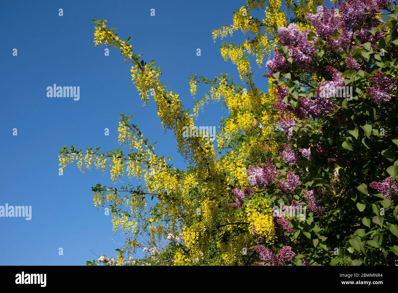 Cultivated temperate species hi-res stock photography and images - Alamy