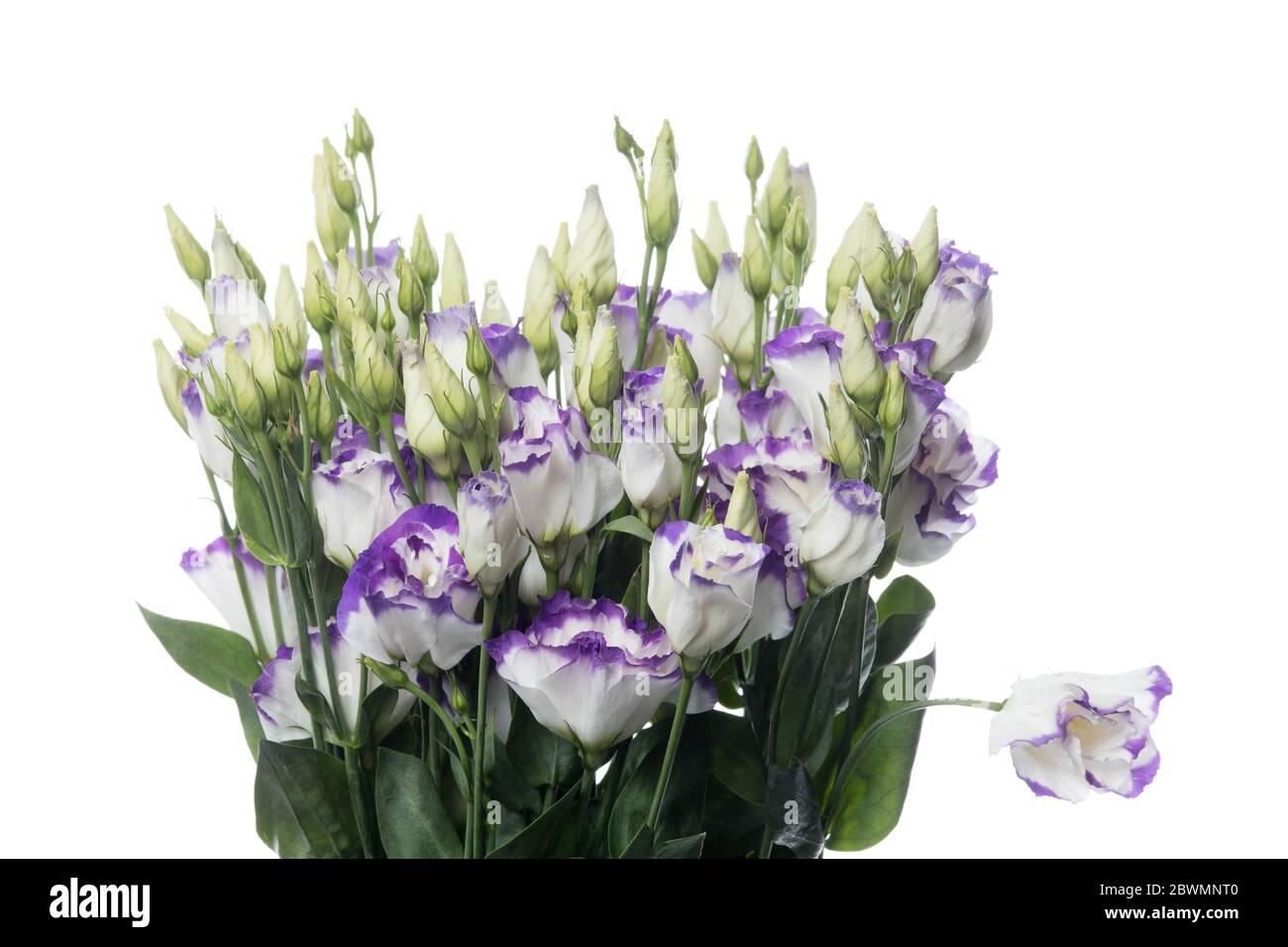 Eustoma excal blue pico. Close up beautiful flower isolated on white ...