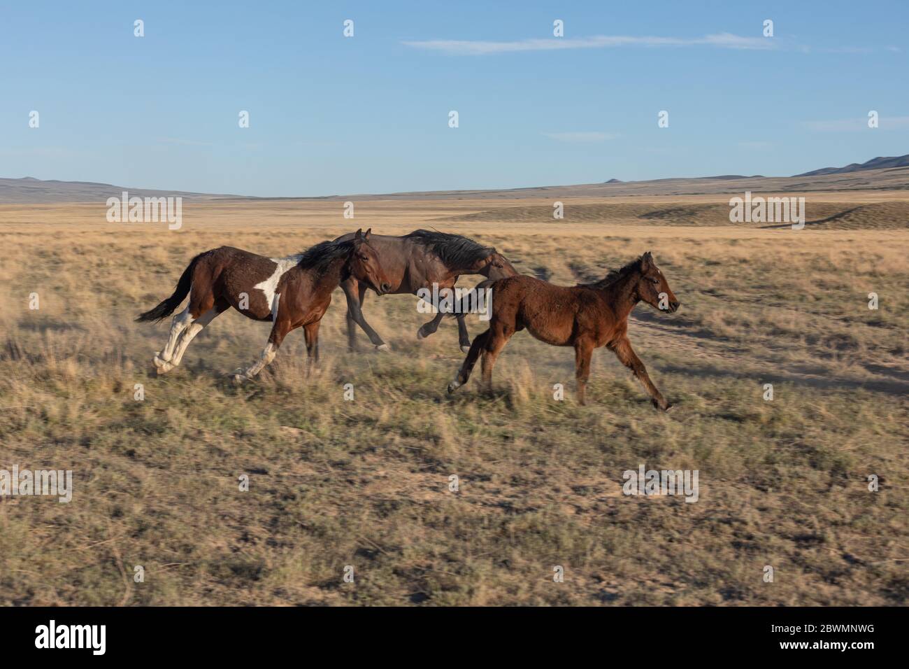 Wild Horses in Spring in the Utah Desert Stock Photo - Alamy