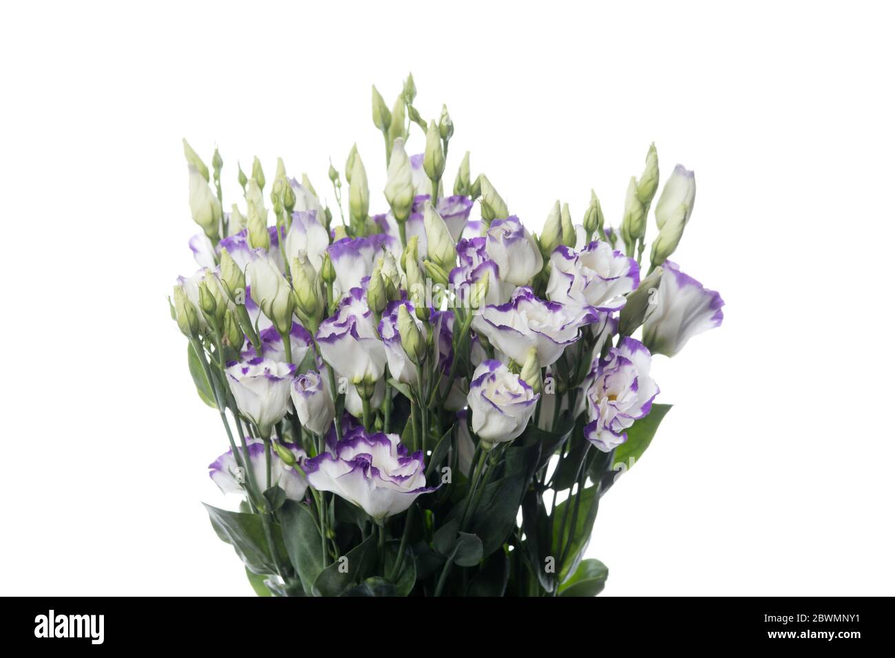 Eustoma excal blue pico. Close up beautiful flower isolated on white ...