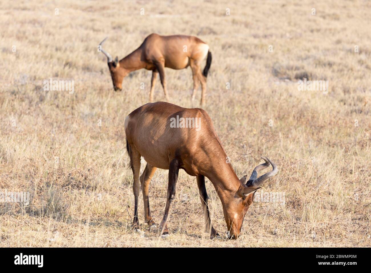 photo in the wild of hartebeests in Namibia Stock Photo - Alamy