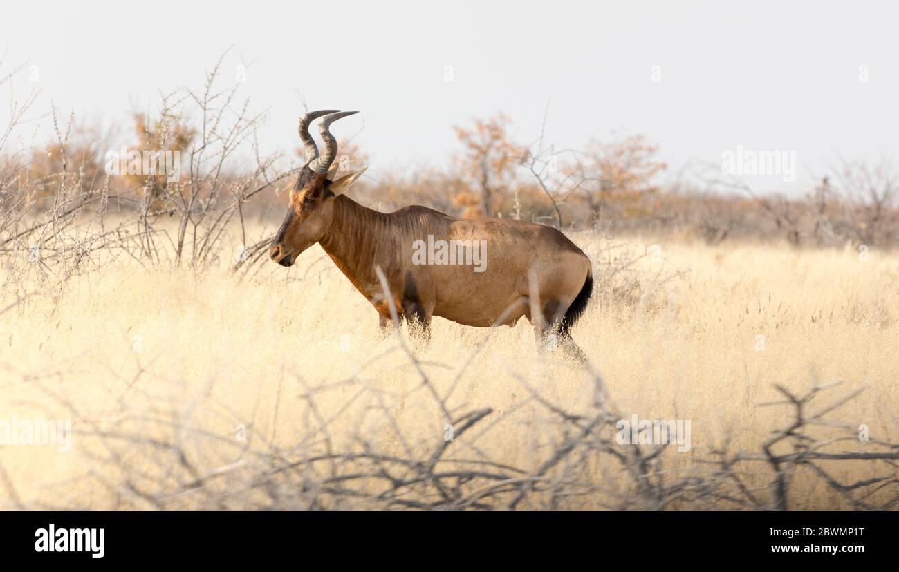 Hartebeest in grass namibia hi-res stock photography and images - Alamy