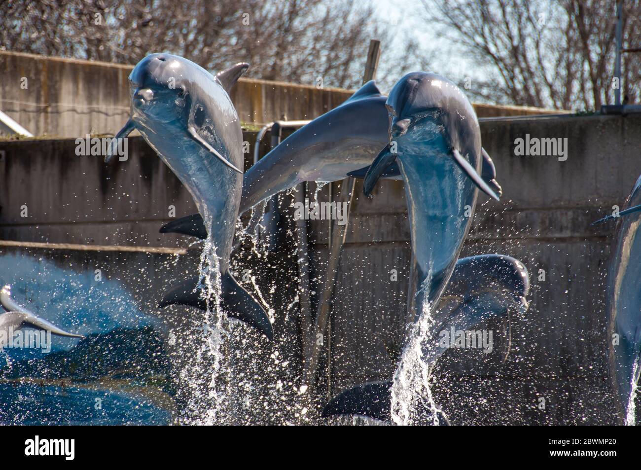 Madrid zoo aquarium hi-res stock photography and images - Alamy