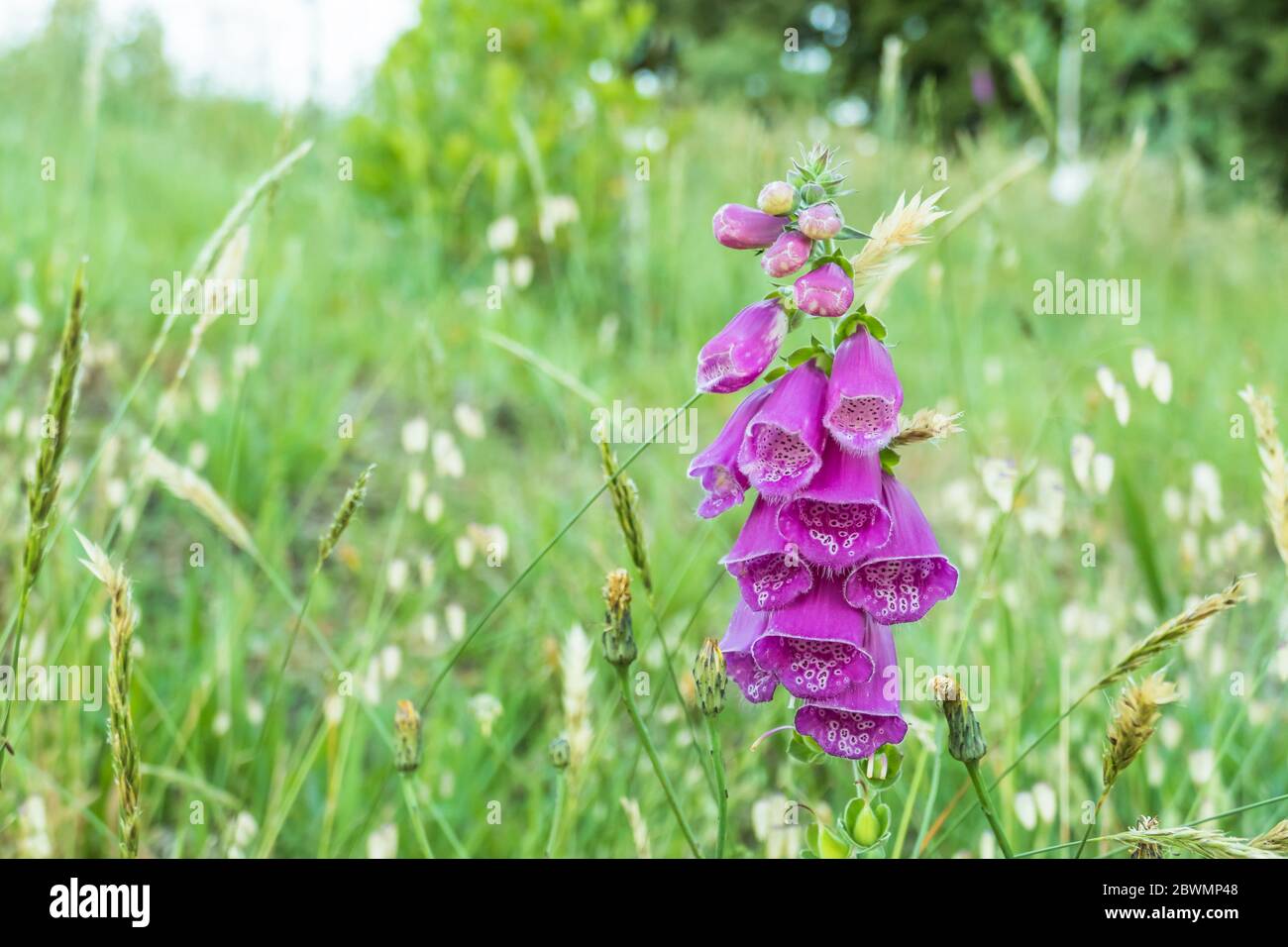 plant foxglove with flowers digitalis purpurea in a field Stock Photo ...