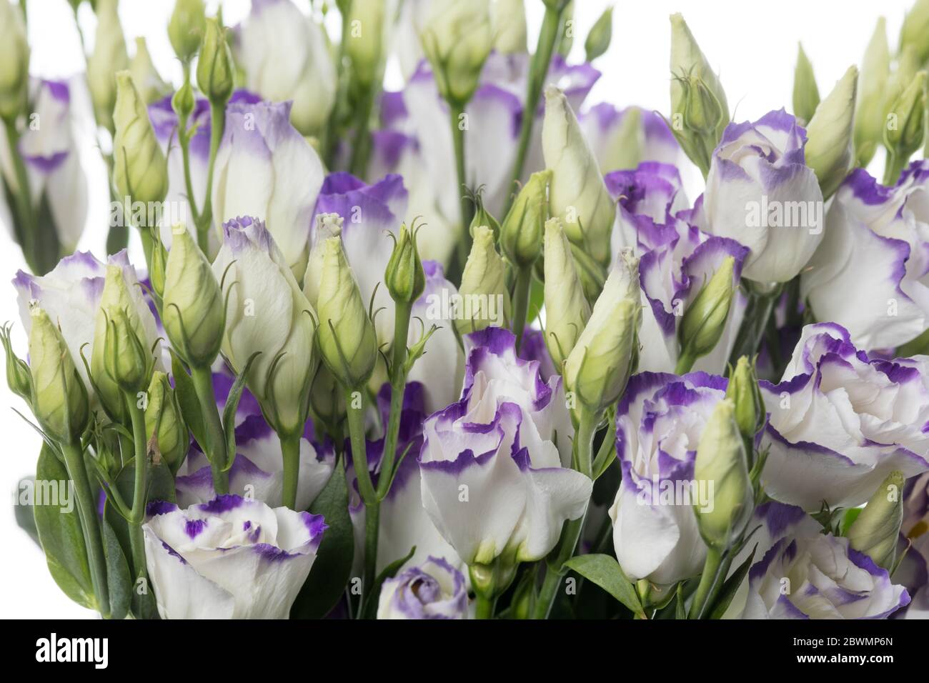 Eustoma excal blue pico. Close up beautiful flower isolated on white ...