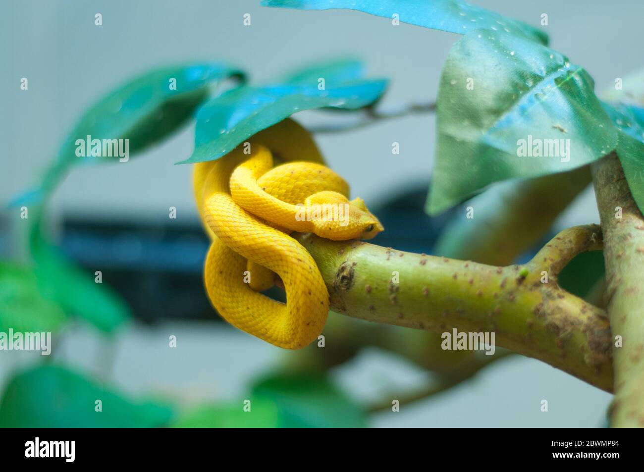 Eyelash Palm Pitviper, Bothriechis schlegeli, on green mossy branch ...