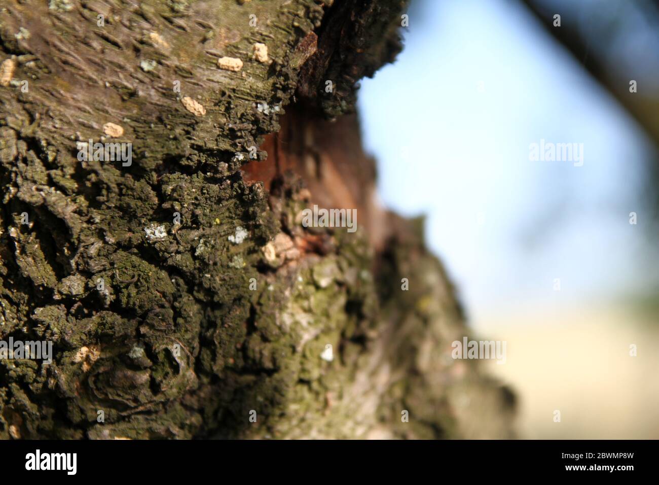 Root bark hi-res stock photography and images - Alamy