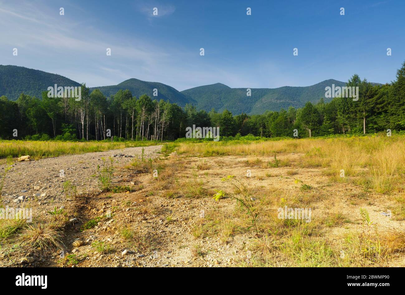 Old landing area of the Kanc 7 timber harvest project in the area of ...