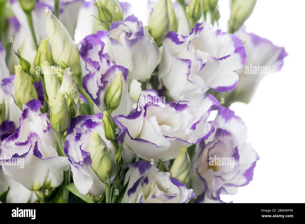 Eustoma excal blue pico. Close up beautiful flower isolated on white ...