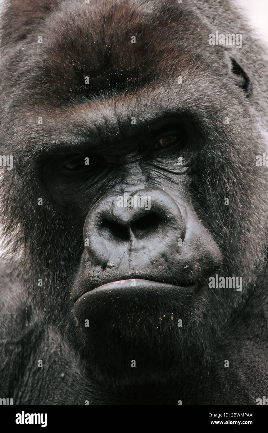 Closeup of the intimidating stare of a large, black, silver back ...