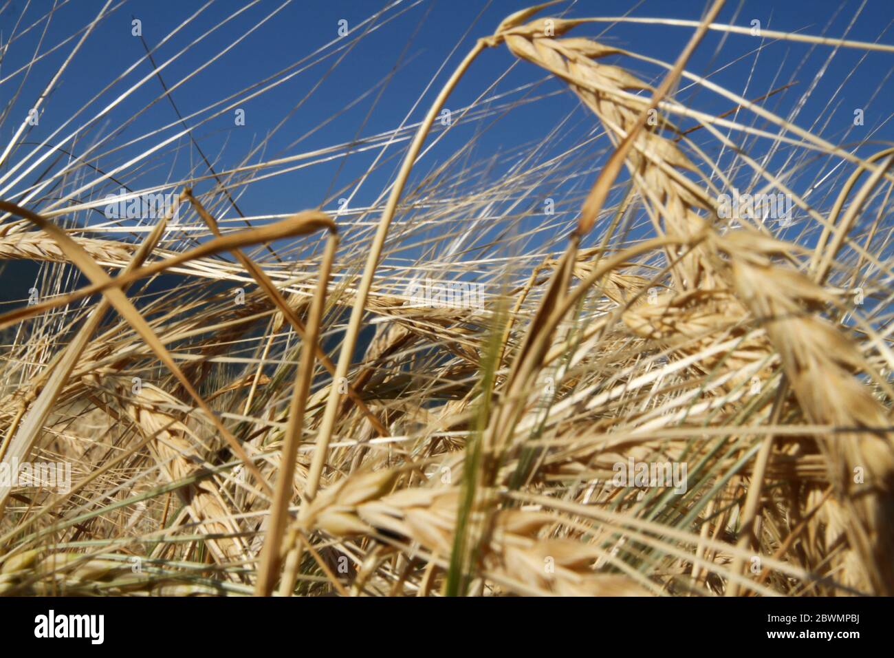 yellow barley in the field before harvesting Stock Photo - Alamy