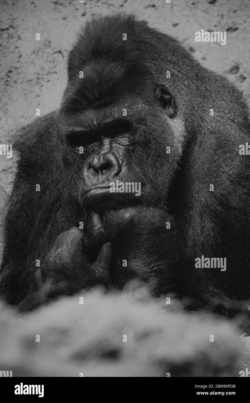 Largest silverback gorilla hi-res stock photography and images - Alamy