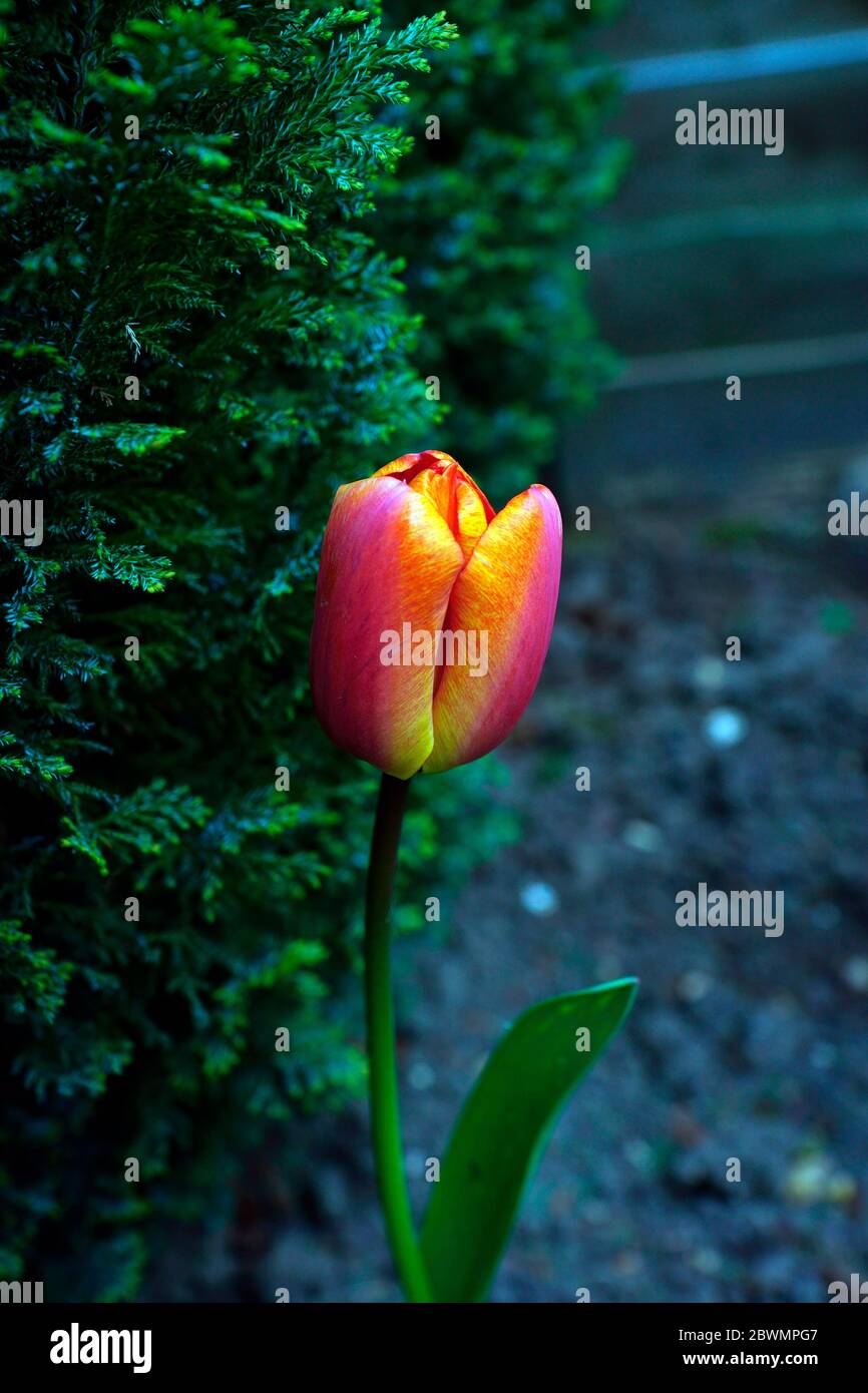 Tulip spring song hi-res stock photography and images - Alamy