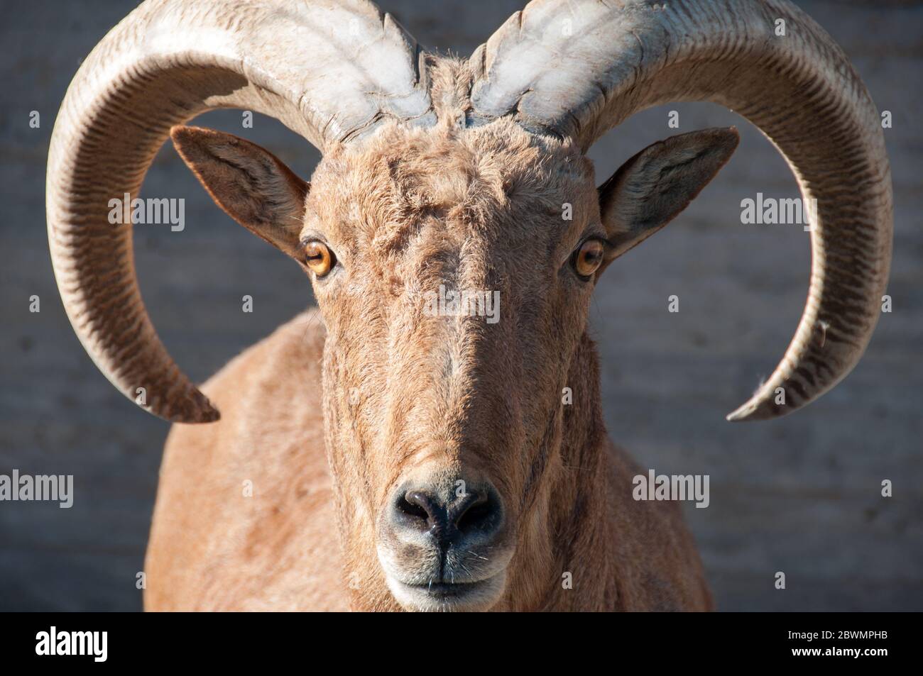 mountain goat looking camera. zoo Stock Photo - Alamy