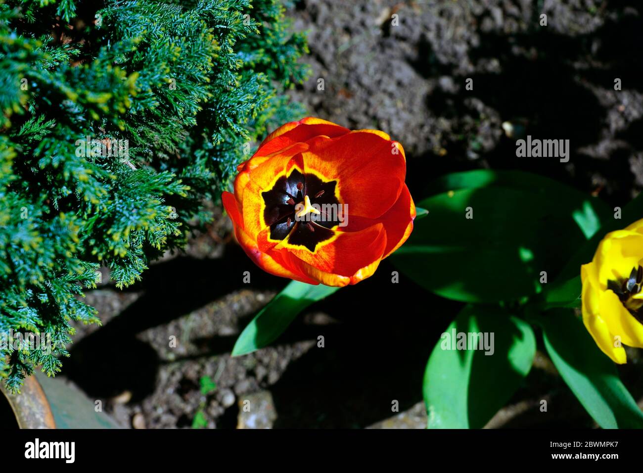 Tulip spring song hi-res stock photography and images - Alamy
