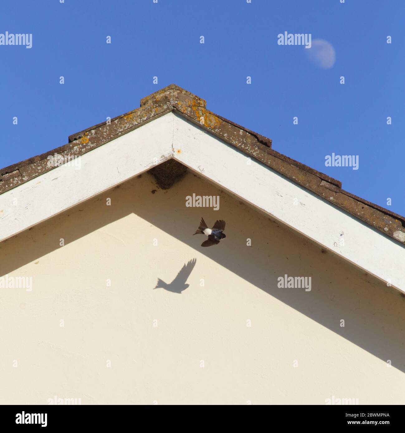 Common house martin flying from the nest. Shadow of the bird in flight ...