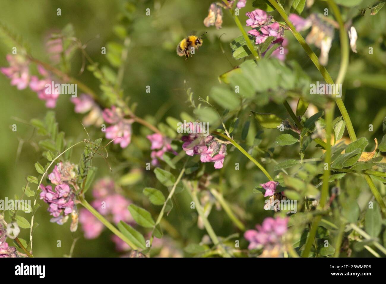 Bumblebee foraging hi-res stock photography and images - Alamy