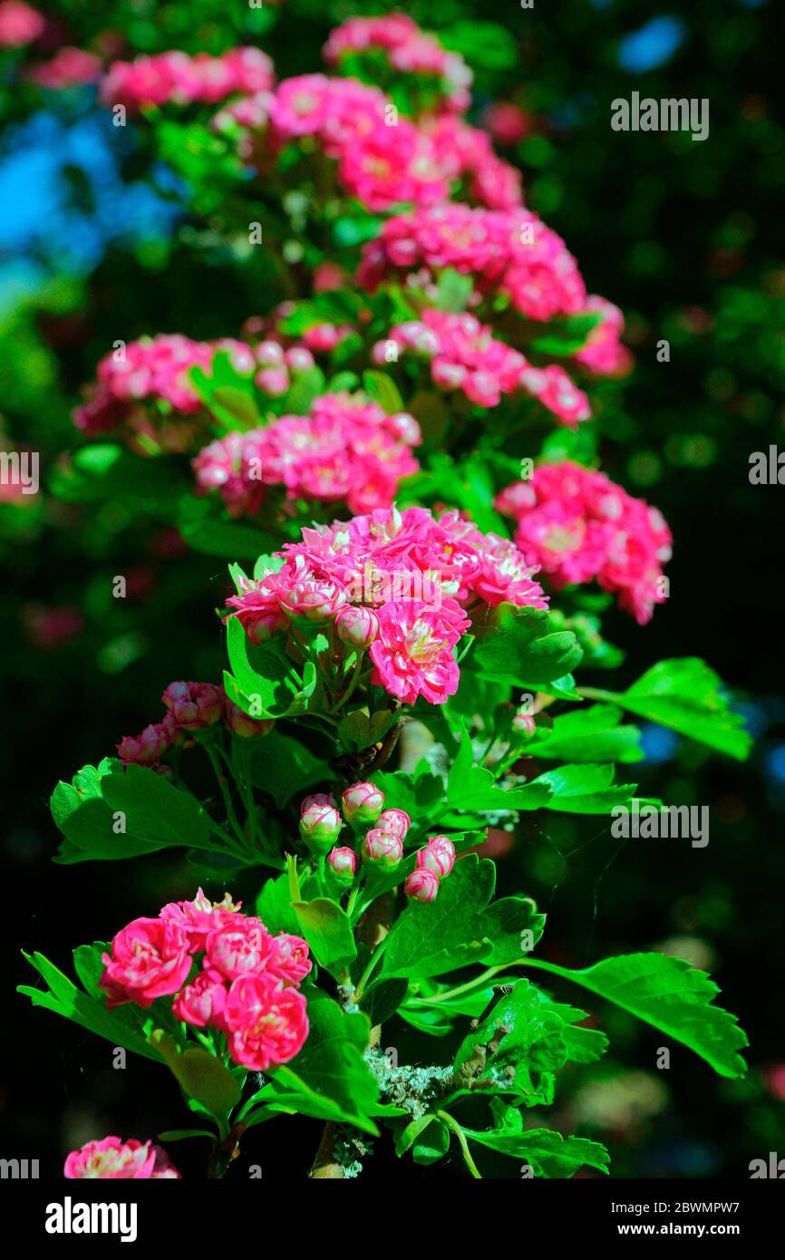 Hawthorn crimson cloud hi-res stock photography and images - Alamy