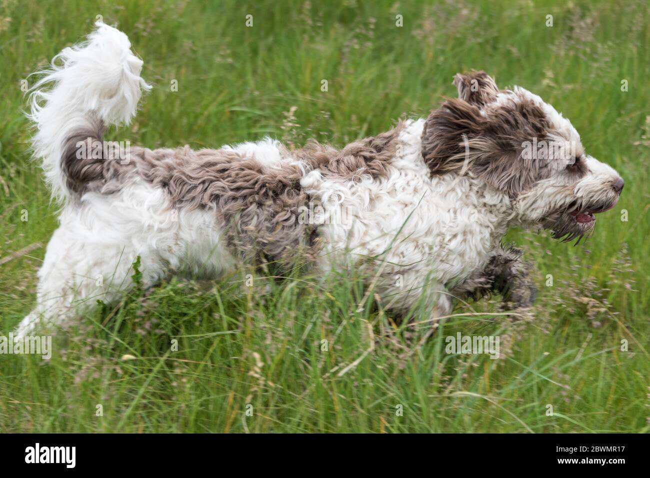 Australian Labradoodle, Chocolate parti, 9 months old, male, UK Stock ...