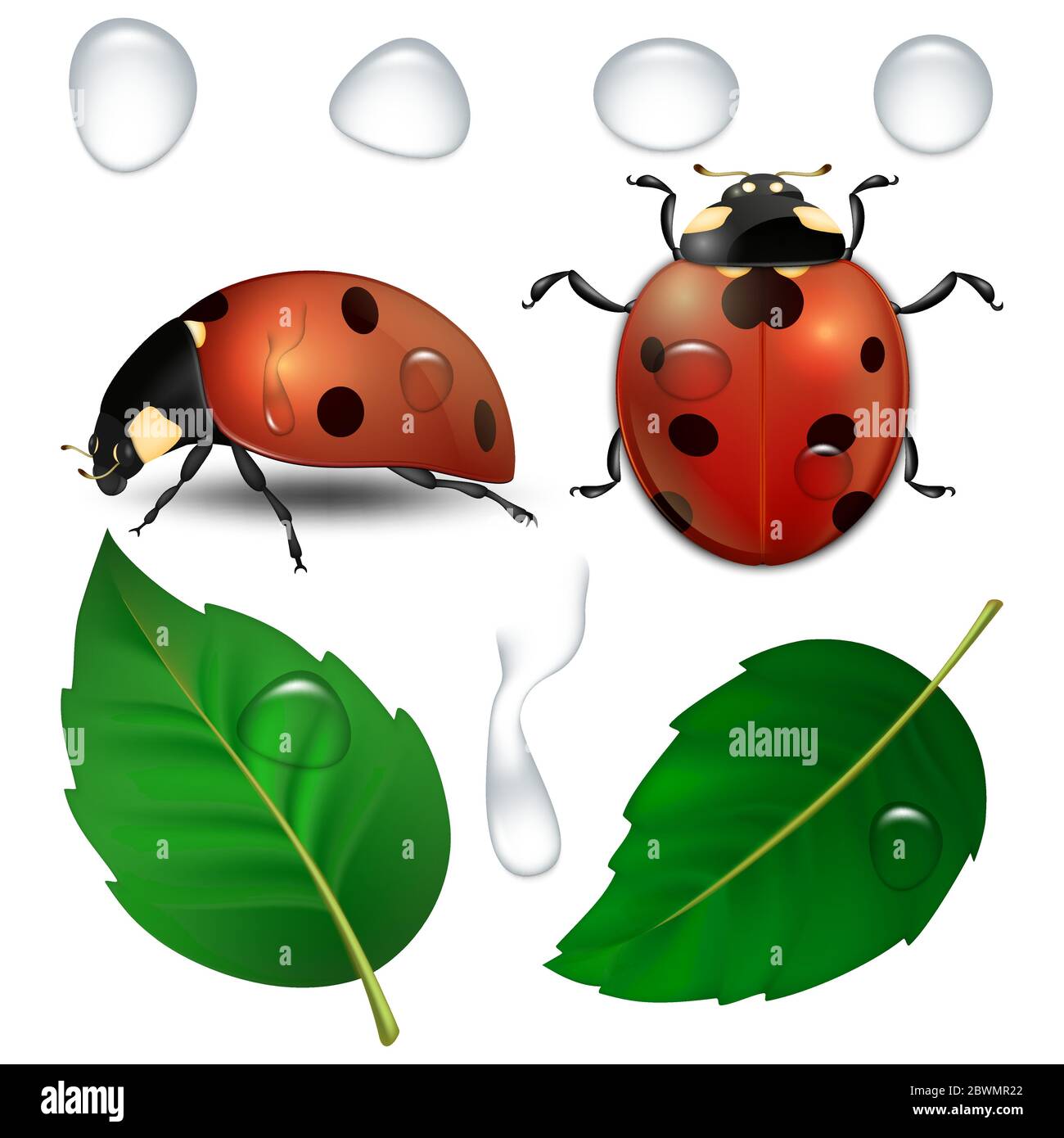 Vector close-up realistic ladybugs, water drops and leaves isolated ...