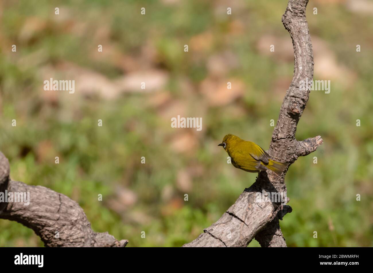 Indian white-eye or Oriental White-eye (Zosterops palpebrosus) bird ...