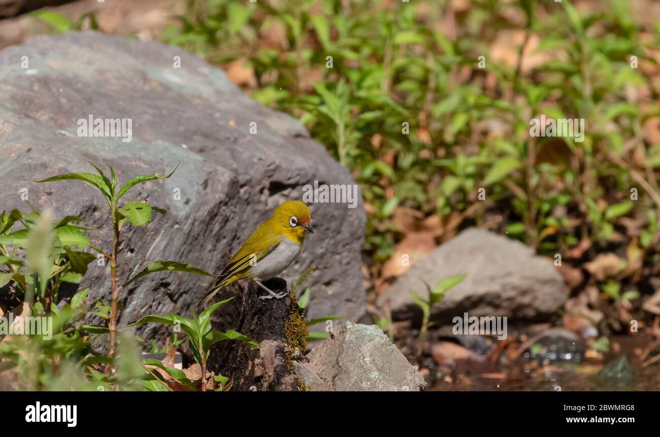 Indian white-eye or Oriental White-eye (Zosterops palpebrosus) bird ...