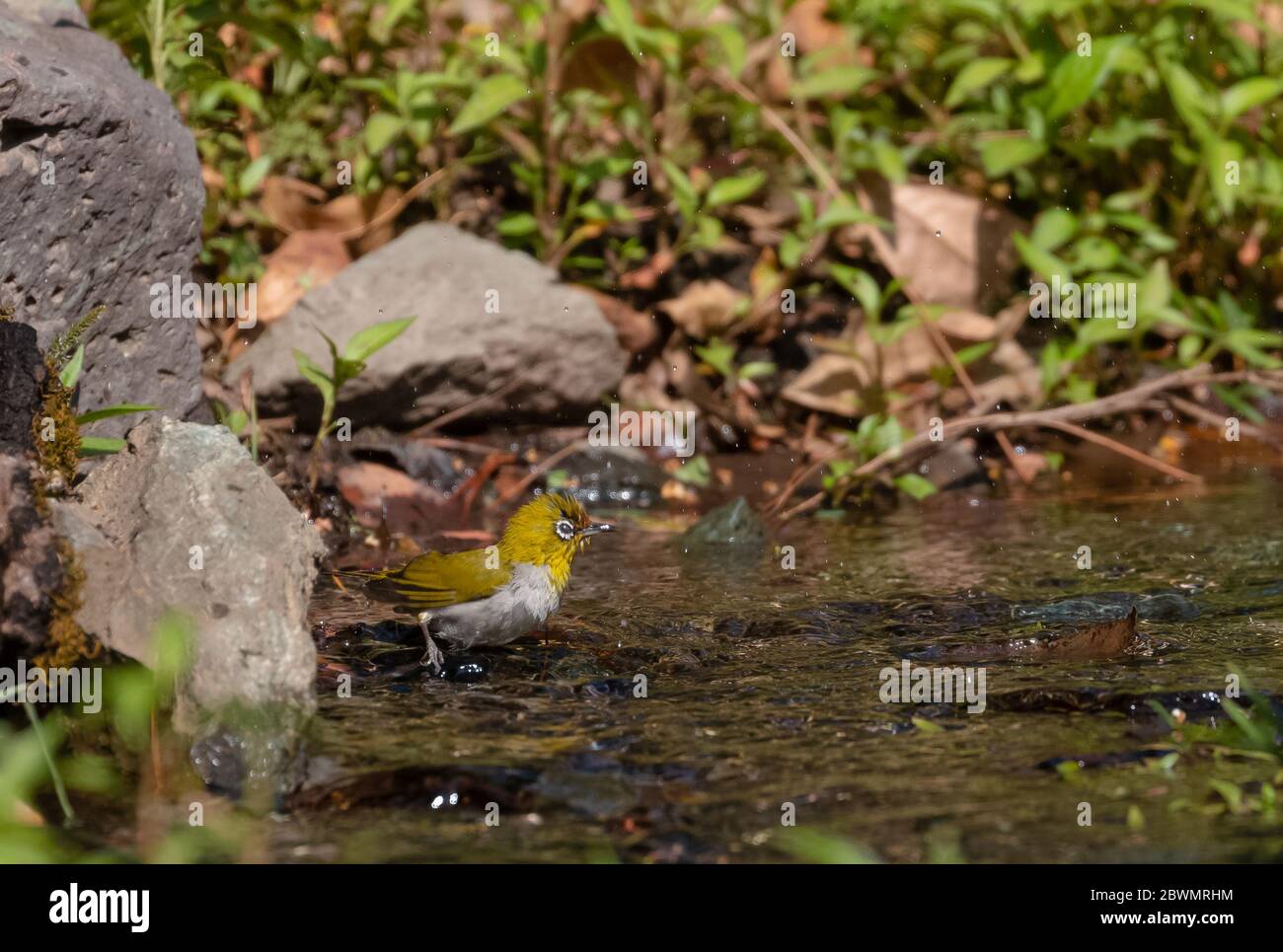 Indian white-eye or Oriental White-eye (Zosterops palpebrosus) bird ...