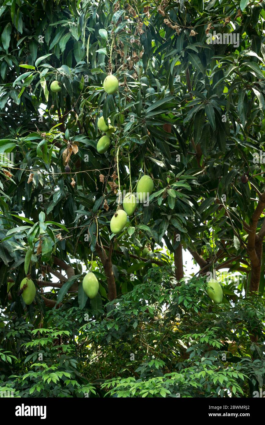 Mango tree sap hi-res stock photography and images - Alamy