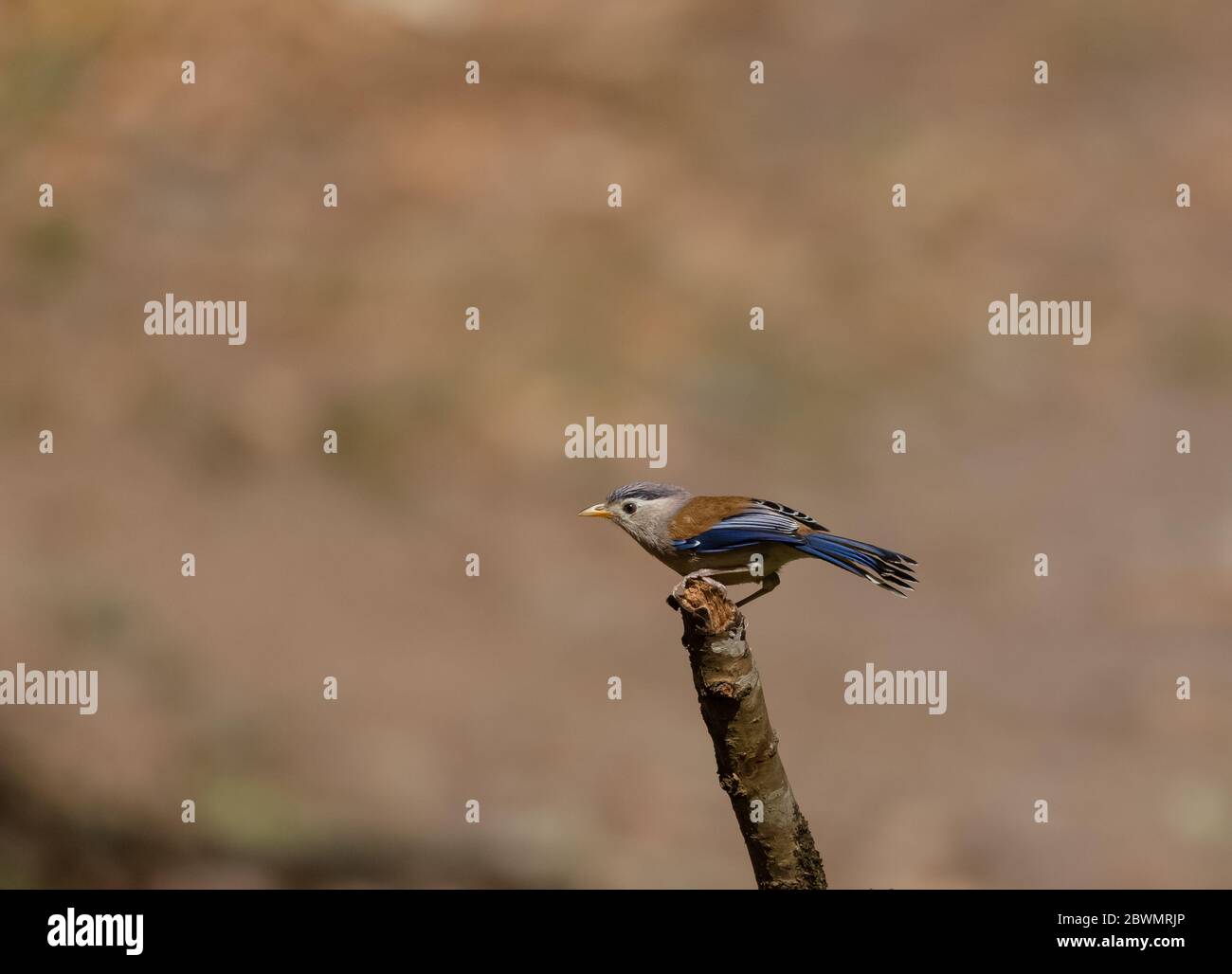 Beautiful bird, Blue-winged Minla (Siva cyanouroptera) minla, also ...