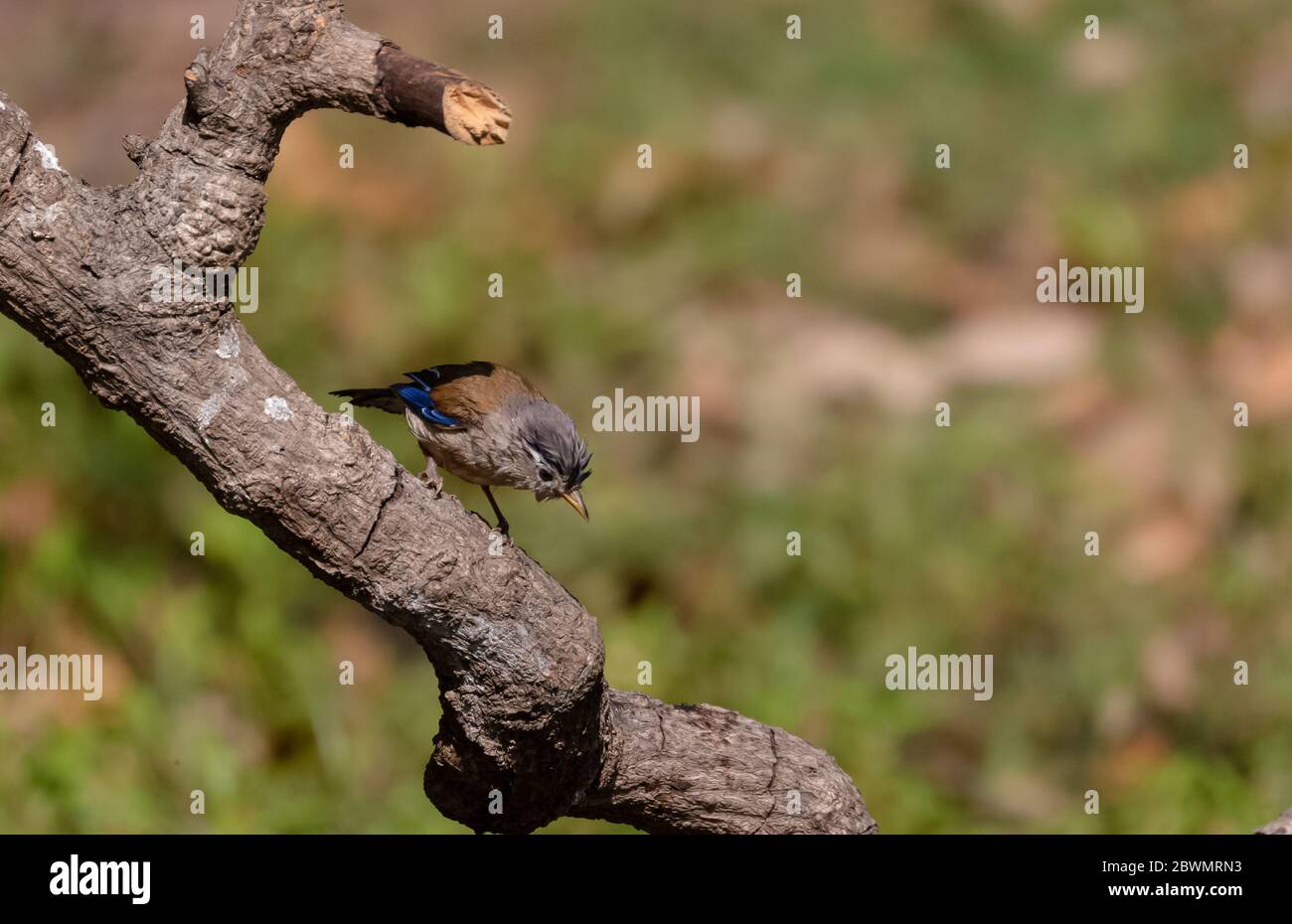 Beautiful bird, Blue-winged Minla (Siva cyanouroptera) minla, also ...
