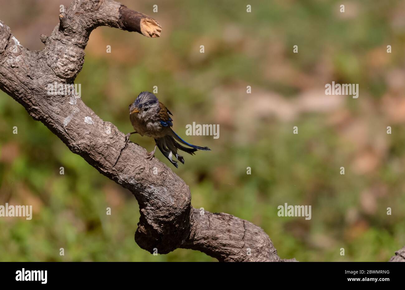 Beautiful bird, Blue-winged Minla (Siva cyanouroptera) minla, also ...