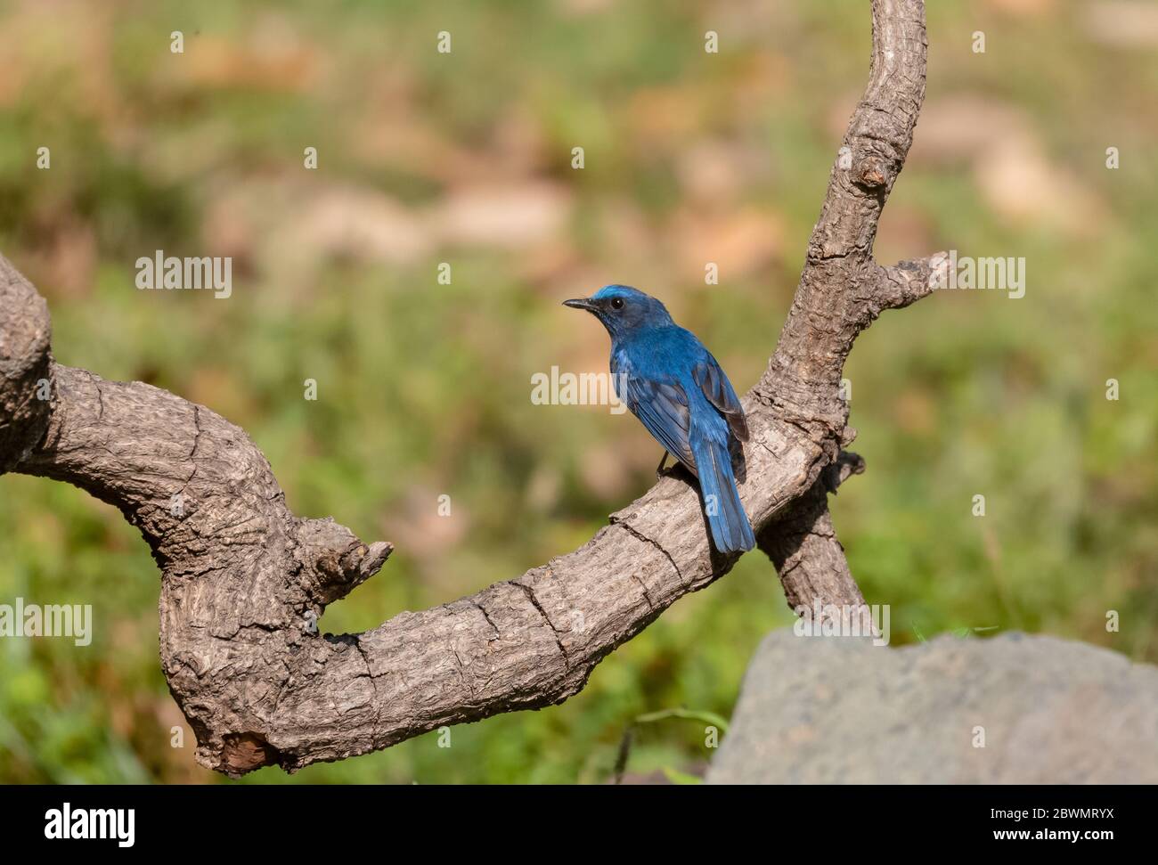 Blue-throated Flycatcher (Cyornis rubeculoides) bird Perched on tree ...