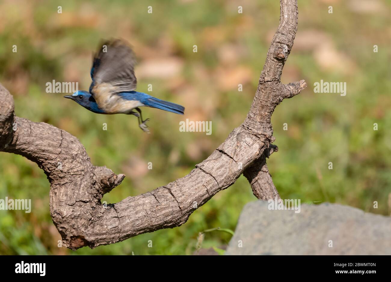 Blue-throated Flycatcher (Cyornis rubeculoides) bird Perched on tree ...