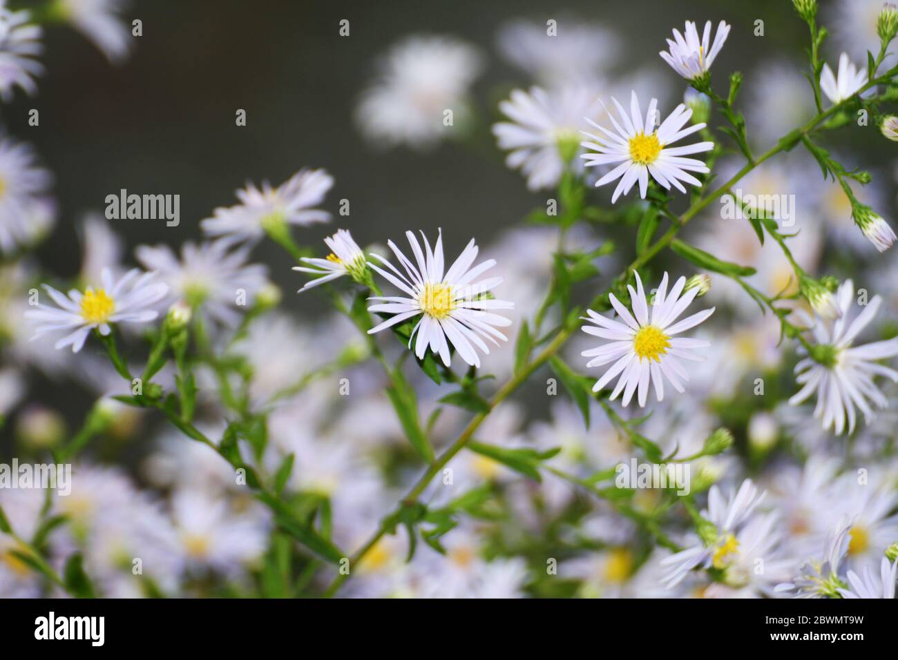 Multi colored chamomile hi-res stock photography and images - Alamy