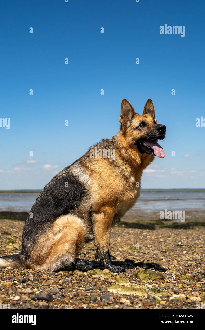 Playful German Shepherd on a pebble beach Stock Photo - Alamy