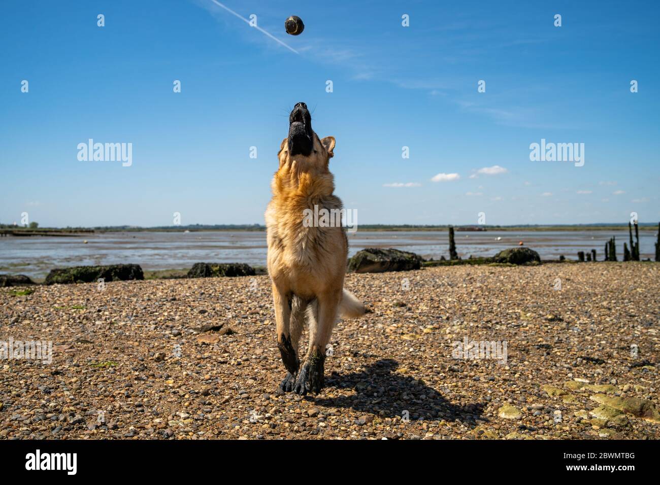 German Shepherd Alsatian catching a ball at the beach Stock Photo - Alamy