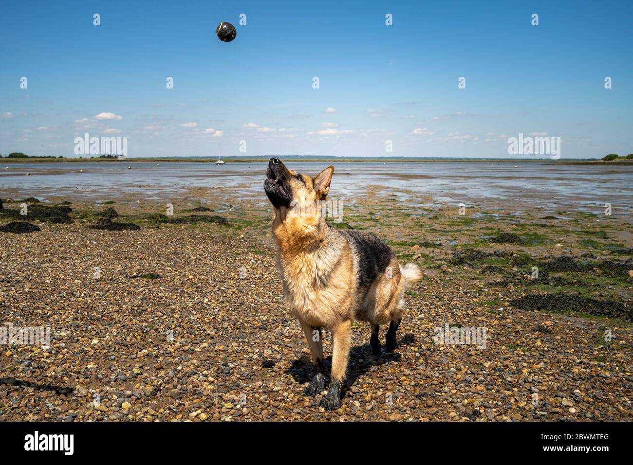 German shepherd dog jumping catching hi-res stock photography and ...