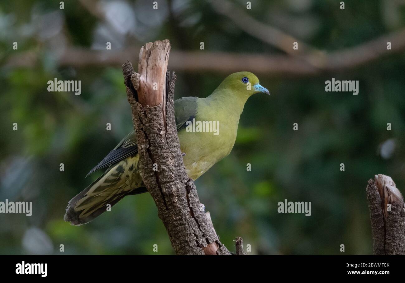 Wedge tailed green pigeon hi-res stock photography and images - Alamy