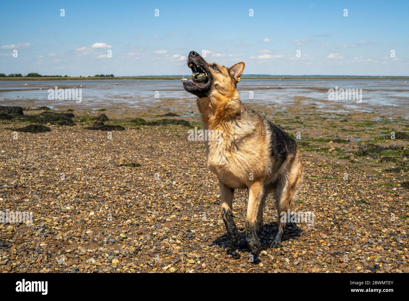German Shepherd Alsatian catching a ball at the beach Stock Photo - Alamy