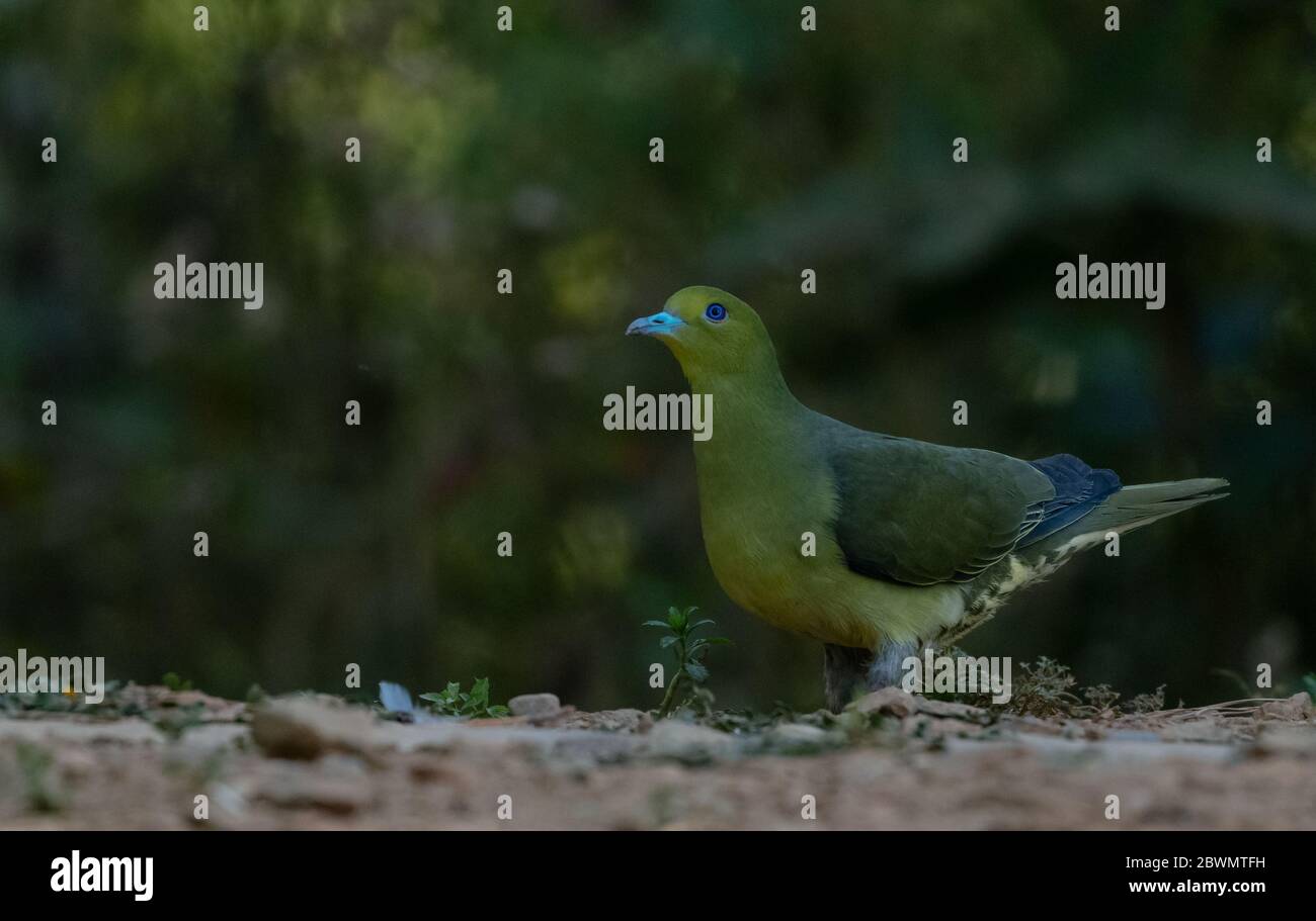 Wedge-tailed green pigeon (Treron sphenurus) bird perched on tree Stock ...