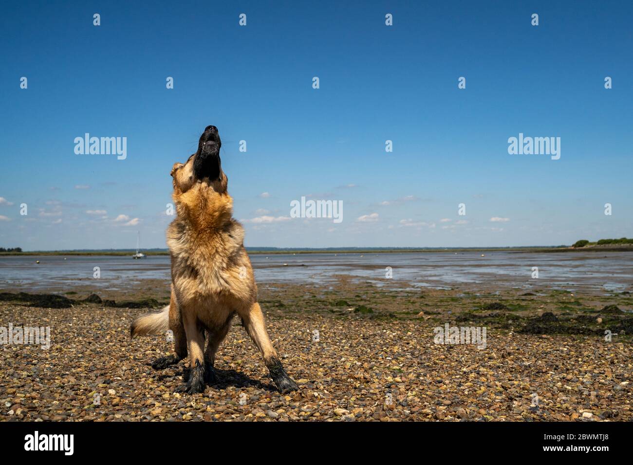 Crazy German Shepherd jumping to catch a ball Stock Photo - Alamy