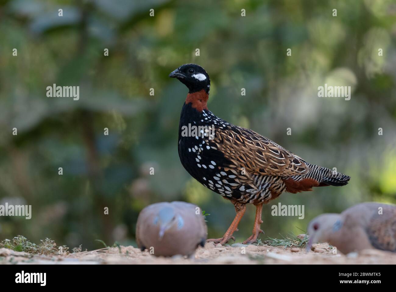 Black Francolin (Francolinus francolinus) male bird photographed in ...