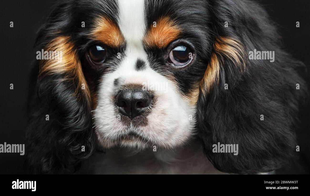 Cavalier spaniel hi-res stock photography and images - Alamy