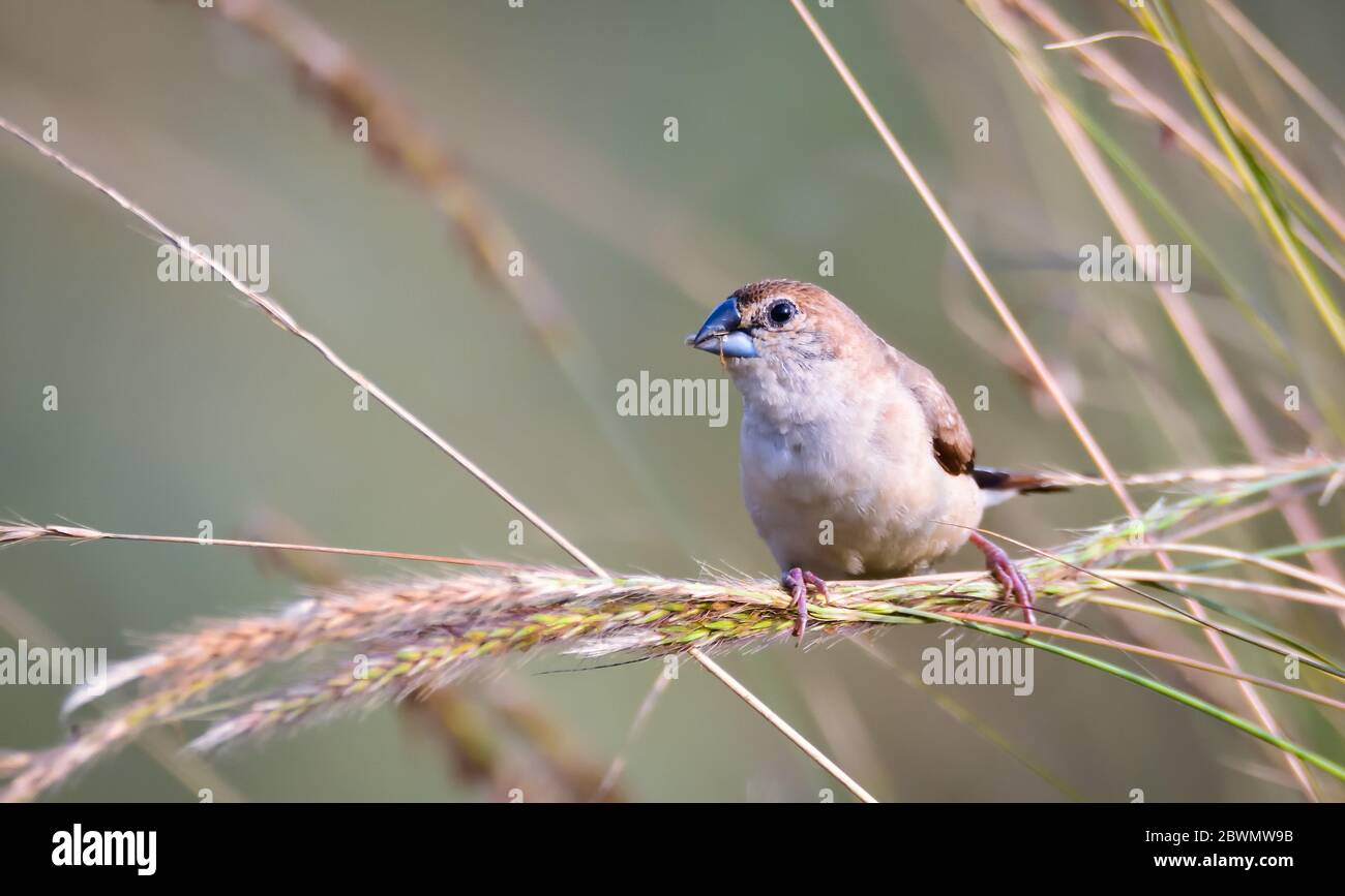 The Indian silverbill or white-throated munia is a small passerine bird ...