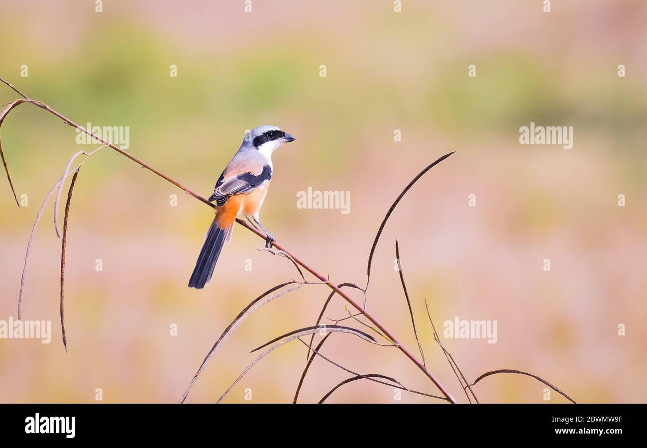 The long-tailed shrike or rufous-backed shrike is a member of the bird ...