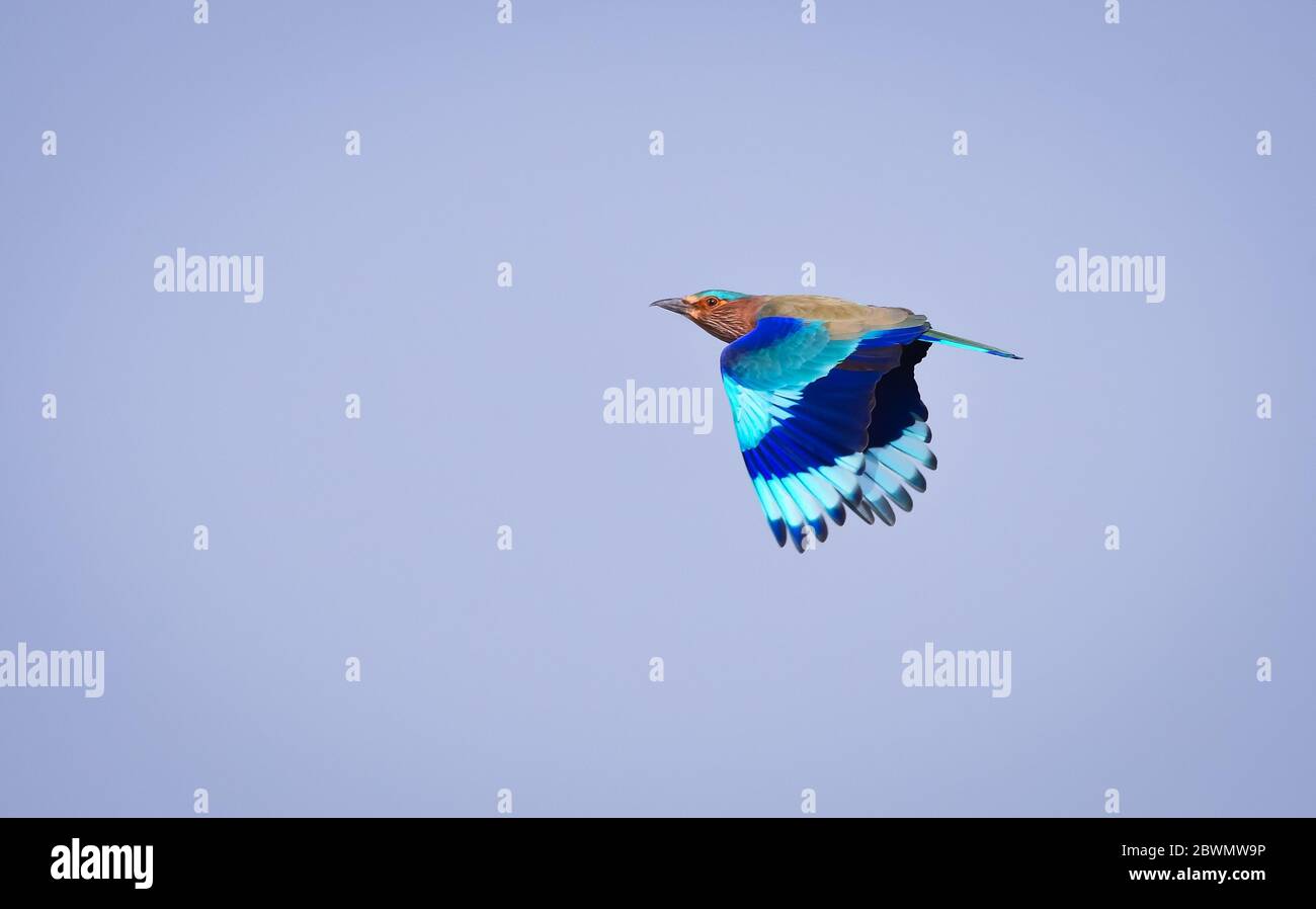 Telangana state bird hi-res stock photography and images - Alamy