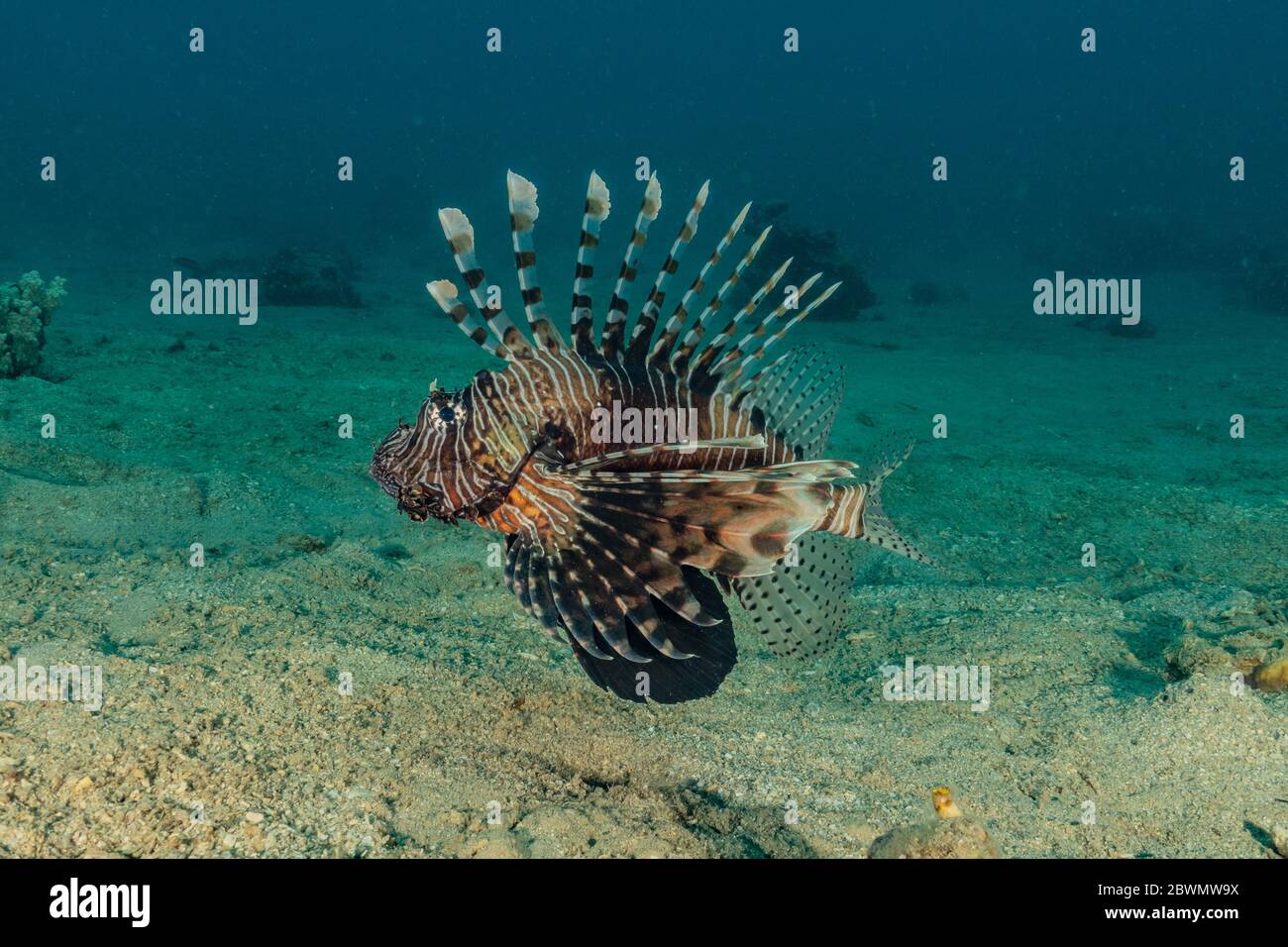 Lion fish in the Red Sea colorful fish, Eilat Israel Stock Photo - Alamy