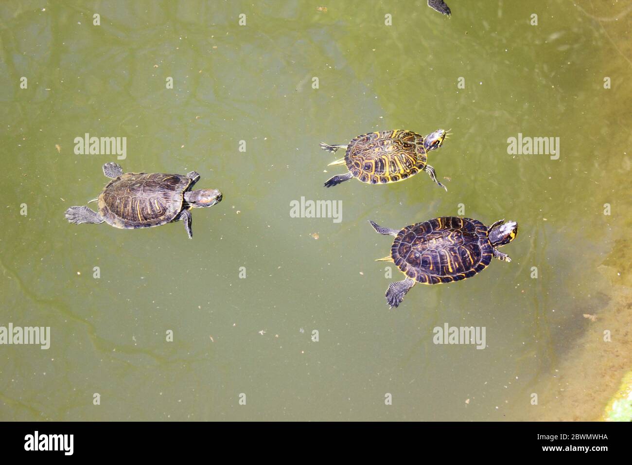 Lake with turtles in the National Gardens of Athens in Greece Stock ...